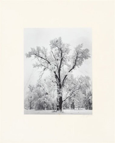 Oak Tree, Snow Storm, Yosemite, 1948 by Ansel Adams on artnet
