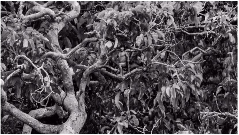 Tree of Life by Sebastião Salgado on artnet