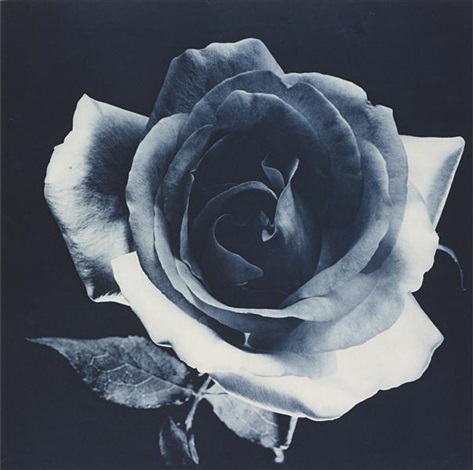 Blue Rose by Robert Mapplethorpe on artnet