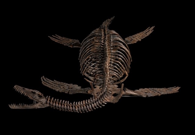 A Mounted Plesiosaur Skeleton, Lower Jurassic approx. 190 million years ago, Lower Lias ...