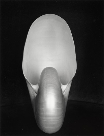 Shell 1S, 1927 by Edward Weston on artnet