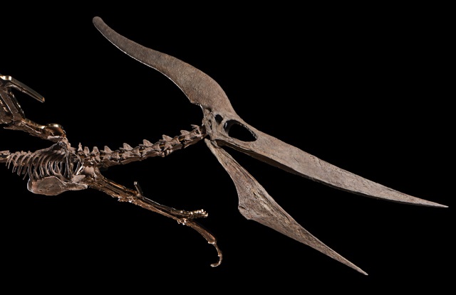 Articulated Pteranodon Skeleton, Late Cretaceous Approximately 85 million years ago, Niobrara ...