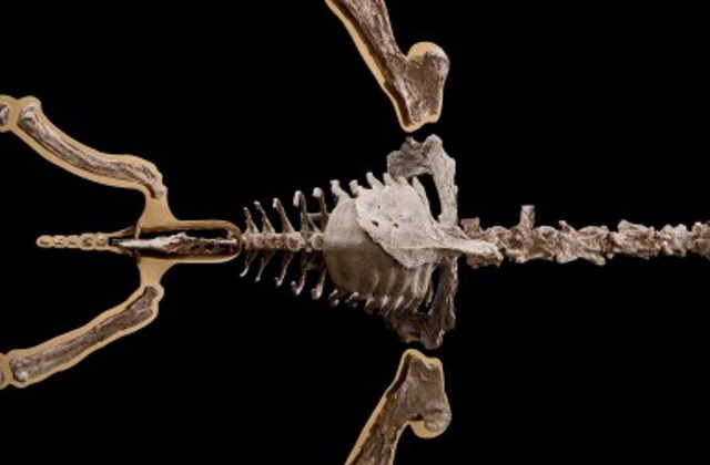 Articulated Pteranodon Skeleton, Late Cretaceous Approximately 85 ...