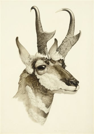 Pronghorn Antelope Drawing