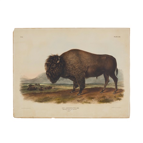 American Bison or Buffalo Plate LVI, from The Viviparous Quadrupeds of ...