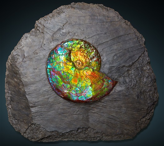 Iridescent Ammonite on Matrix, Late Cretaceous approx. 71 millions ...