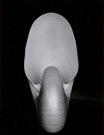 Shell by Edward Weston on artnet