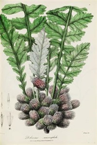 John Forbes Royle | Artnet