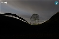 Oli Scarff | Artnet