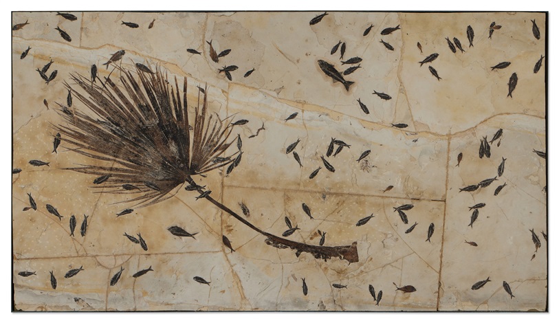 Extraordinary Fossil Palm Frond Plate with Mass Mortality of Fish ...