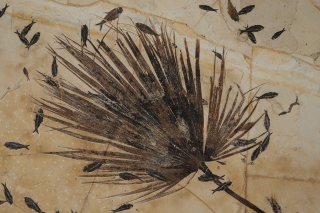 Extraordinary Fossil Palm Frond Plate with Mass Mortality of Fish ...