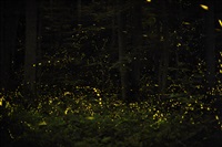 Cameron Gainer | Artnet