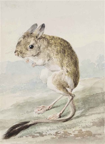 A pale kangaroo mouse Microdipodops pallidus by Aert Schouman on artnet