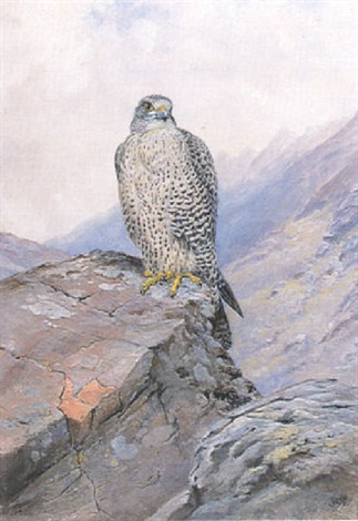 Gyr falcon, normal grey phase by George Edward Lodge on artnet