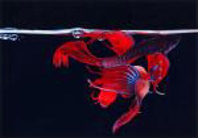 Herb Ritts, Female Figure, Back View, Hollywood by Herb Ritts on artnet