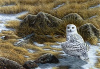 Darren Haley | Artnet