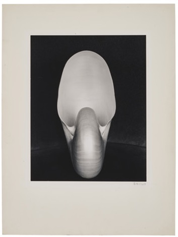 Shell, 1927 by Edward Weston on artnet