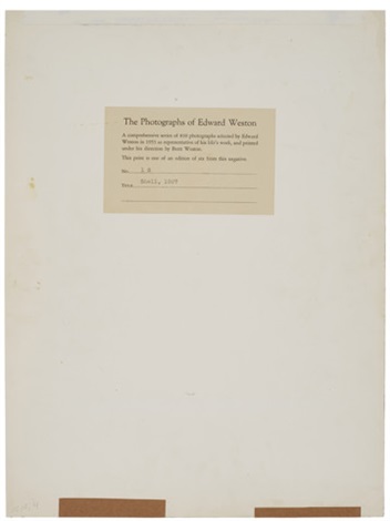 Shell, 1927 by Edward Weston on artnet