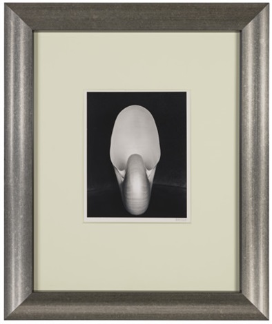 Shell, 1927 by Edward Weston on artnet