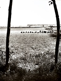 Carlo Bevilacqua | Artnet