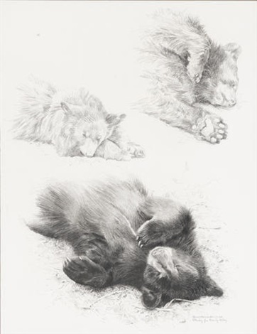 Four studies from nature including - Flying Stellers Jay - Meerkats ...