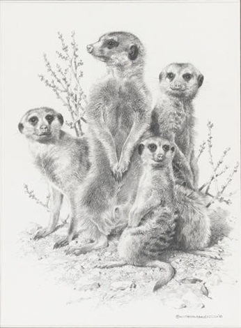 Four studies from nature including - Flying Stellers Jay - Meerkats ...