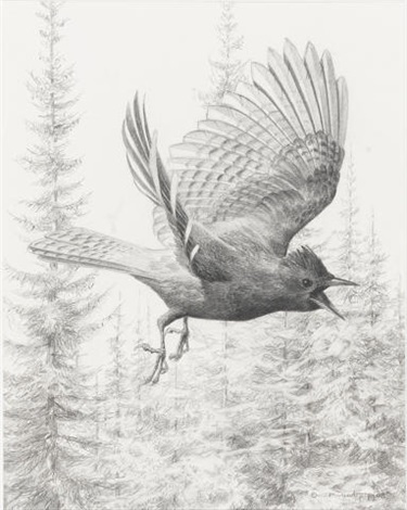 Four studies from nature including - Flying Stellers Jay - Meerkats ...