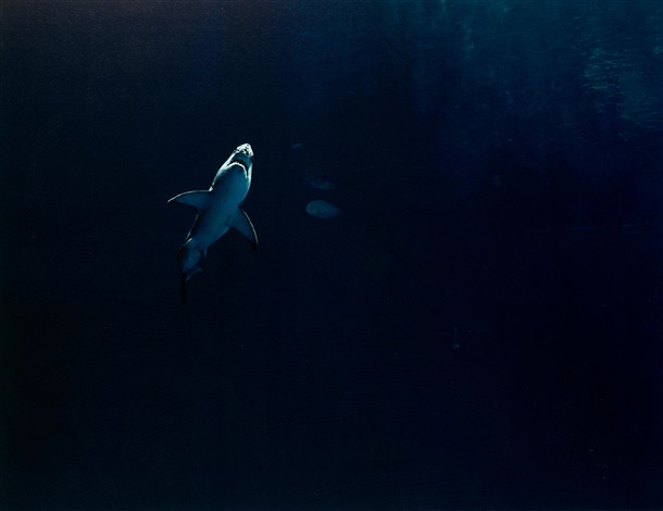 Great White Shark in Captivity Million-Gallon Outer Bay, Monterey Bay ...
