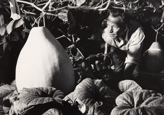 Theo Schoon growing giant African Gourds, Home Street, Auckland by ...