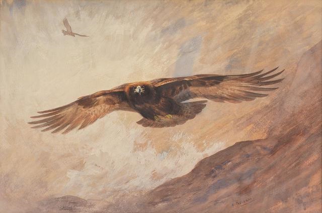 Golden Eagle in flight by Archibald Thorburn on artnet