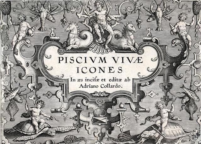 11 plates with animals from Piscium vivae icones by Adriaen Collaert on ...
