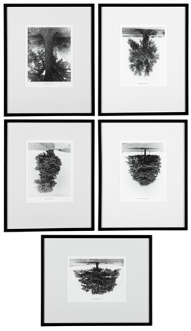 Flanders Trees by Rodney Graham on artnet