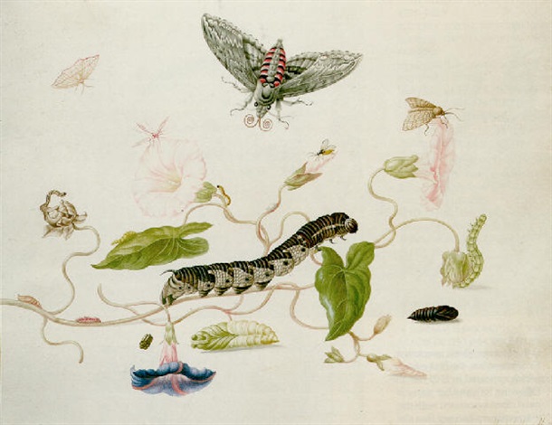 A Surinam hawk moth at various stages of its life-cycle, the ...