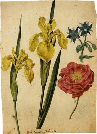 French Flag Rose