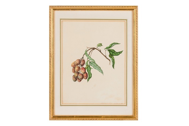 A lychee by Elizabeth Ann Briscoe on artnet