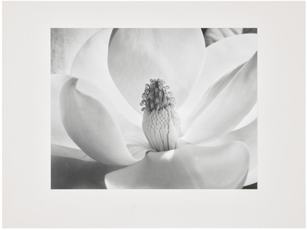 Magnolia Blossom 1925 By Imogen Cunningham On Artnet