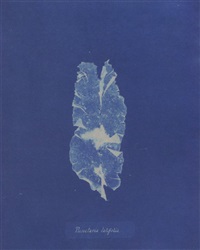 Anna Atkins | Artnet