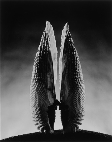 Angel Wing by Ruth Bernhard on artnet