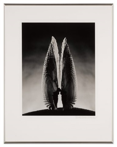 Angel Wing by Ruth Bernhard on artnet