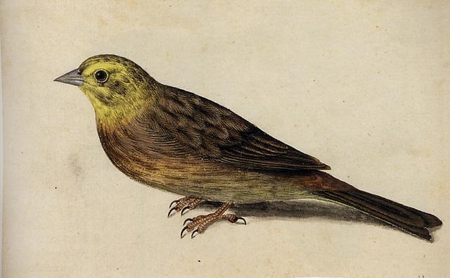 A yellowhammer study by Jacques Le Moyne (de Morgues) on artnet