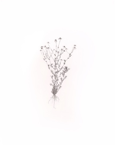 Scentless Mayweed, Bristly Ox-Tongue 1 2 works from the Weed by Michael ...