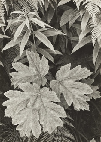 Leaves, Glacier Bay, Alaska two photographs on a single mount by Ansel ...