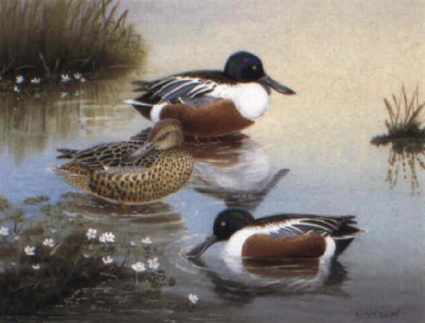 Pintail by Richard Robjent on artnet