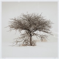 Adrian Davis | Artnet