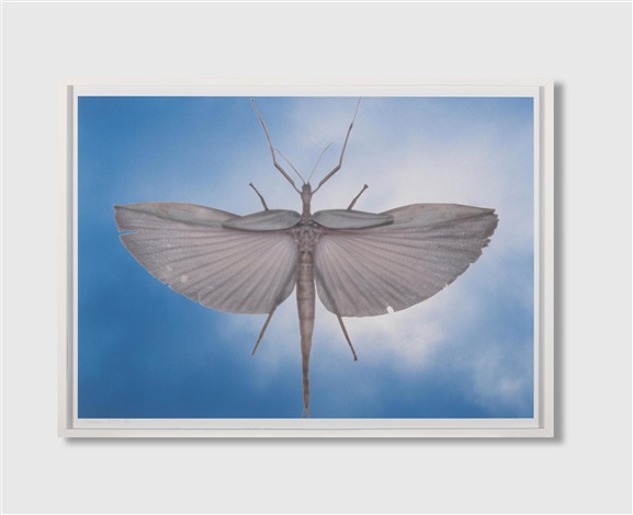 Untitled Locust by Michael Riley on artnet