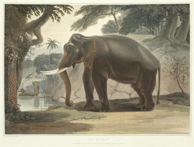 A Picturesque Illustration of the Scenery, Animals, and Native ...