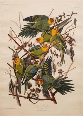 Carolina Parrot by John James Audubon on artnet