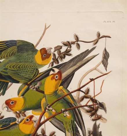 Carolina Parrot by John James Audubon on artnet
