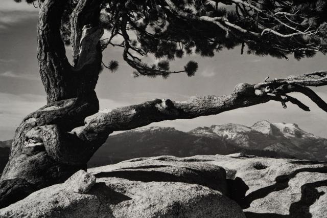 Jeffrey Pine, Sentinel Dome, Yosemite by Ansel Adams on artnet