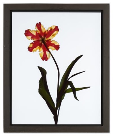 Lily by Adam Fuss on artnet